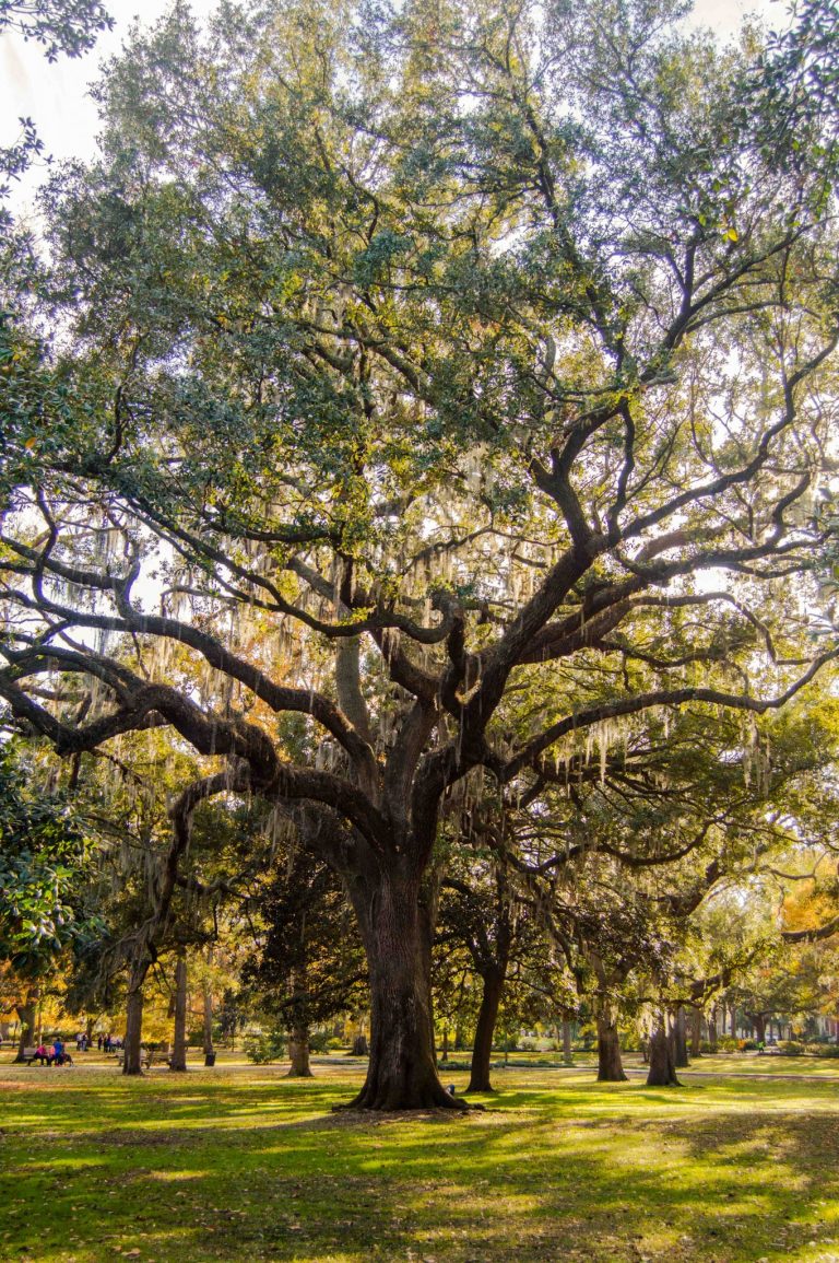 10 Pictures and Quotes That Will Inspire You to Visit Savannah | That’s ...