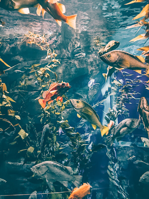 Toronto With Kids: 10 Cool Things to Do | That’s What She Had